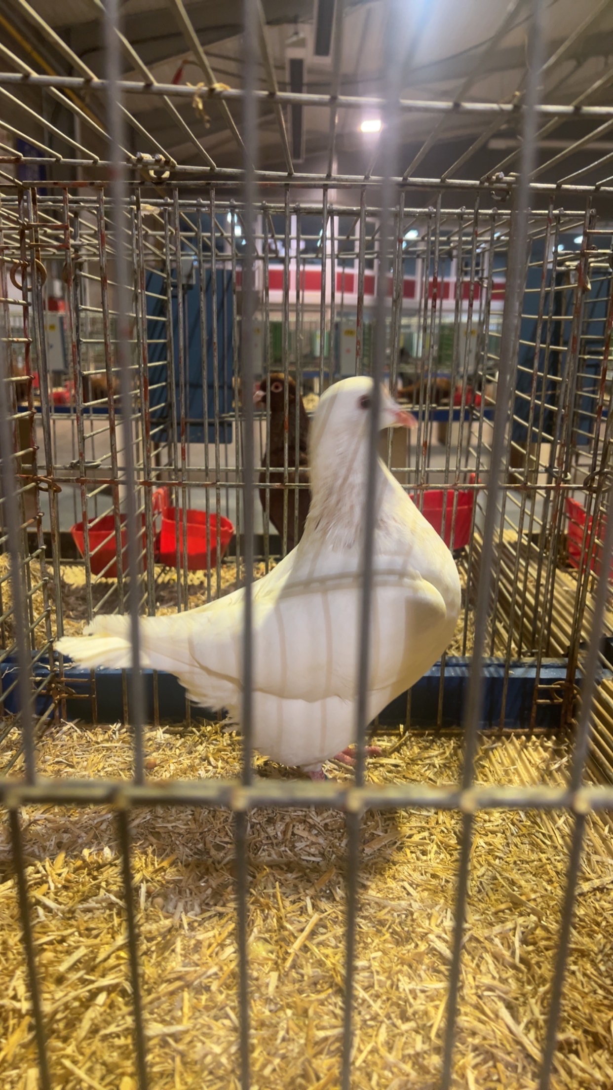 Carneau et texan – Easy-Agri