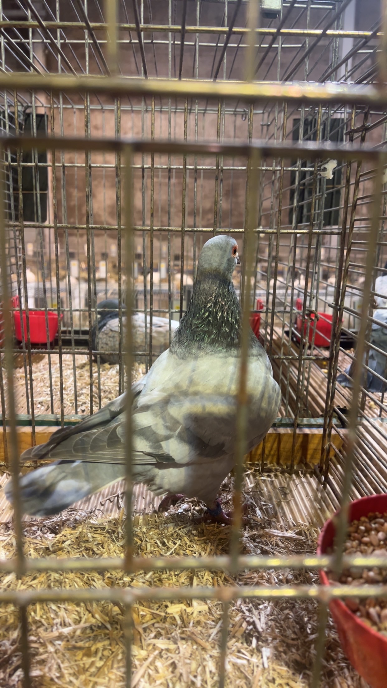 Carneau et texan – Easy-Agri