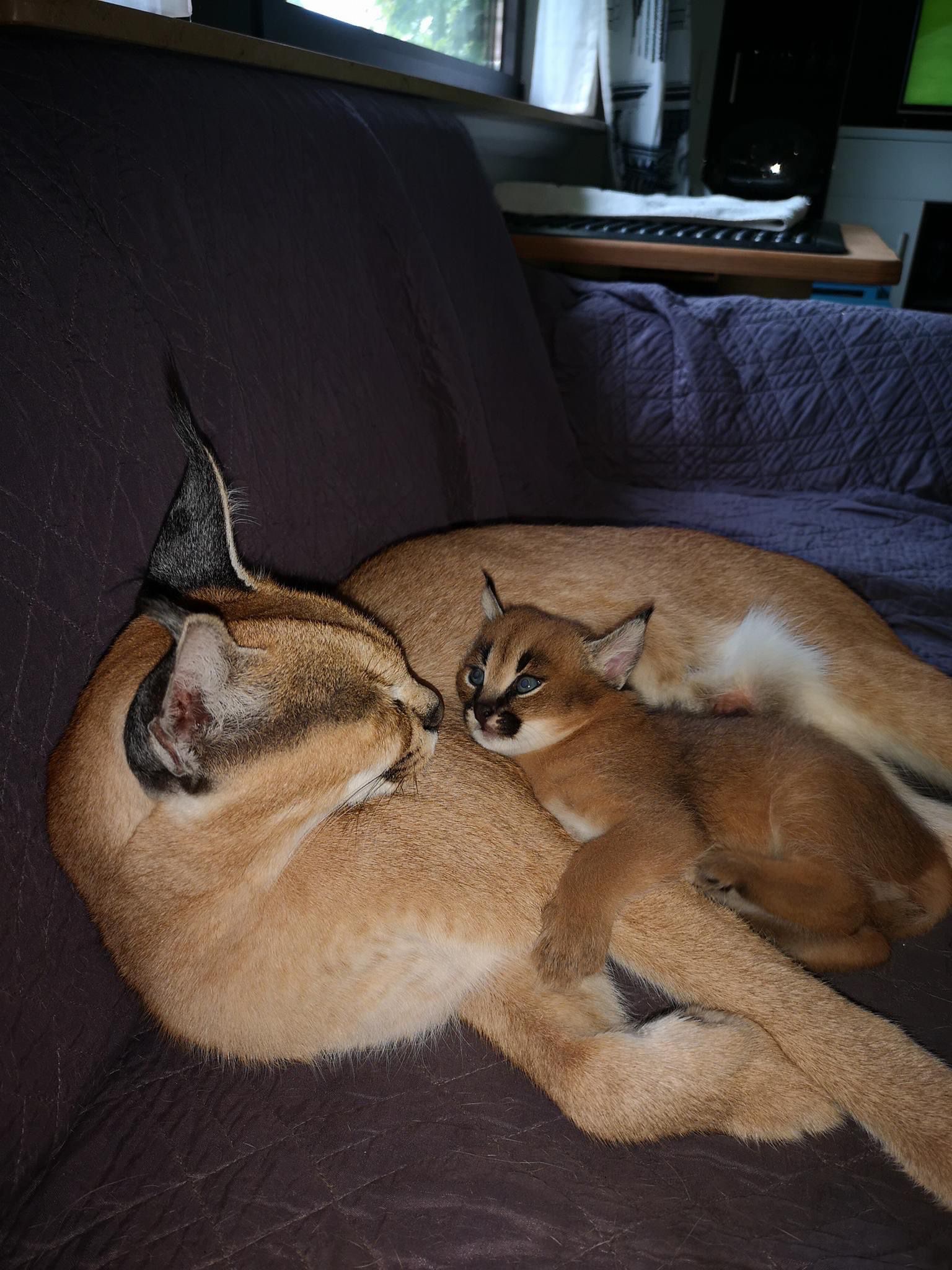 Chatons Savannah avec caracal disponibles – Easy-Agri