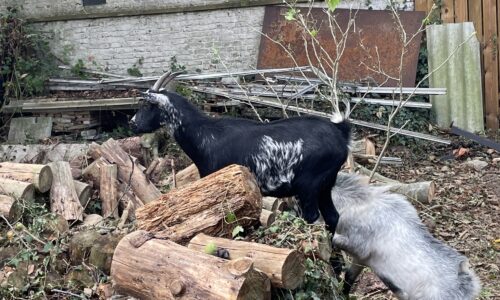 Chèvre de 2 ans – Easy-Agri