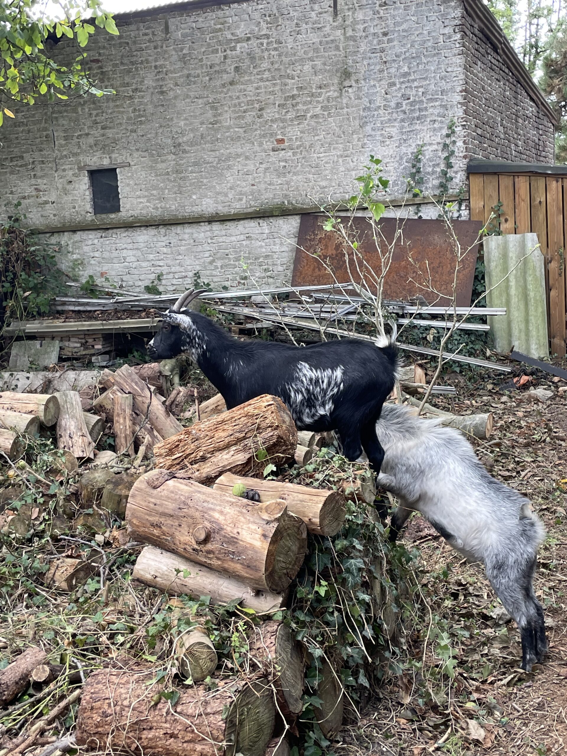 Chèvre de 2 ans – Easy-Agri