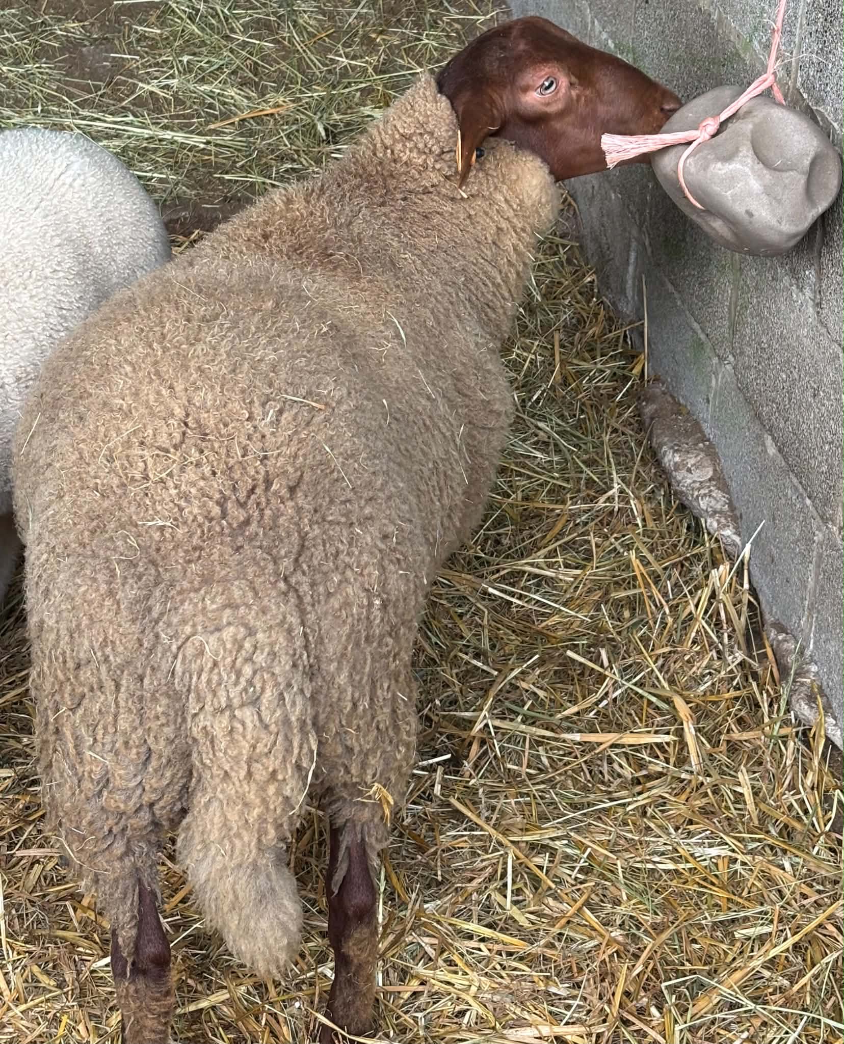 Superbe agneau roux ardennais – Easy-Agri