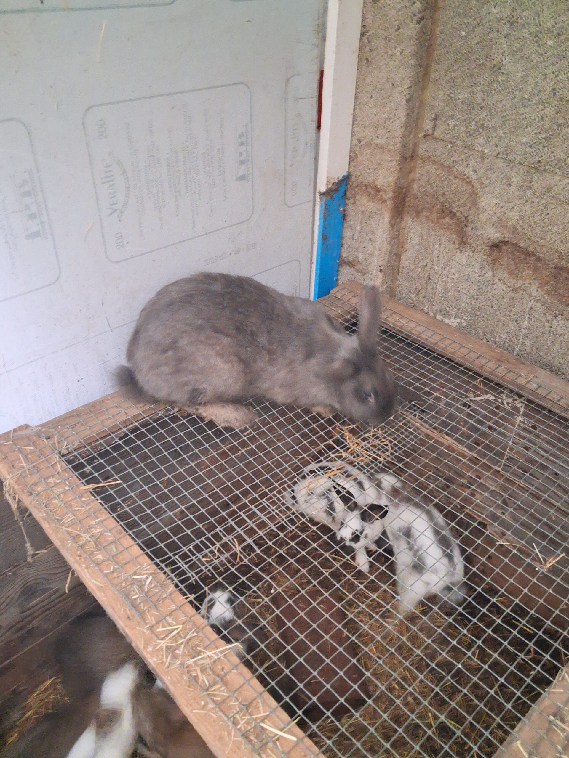 Lapine bleu de Vienne pure souche une portée à son actif de 10 ...