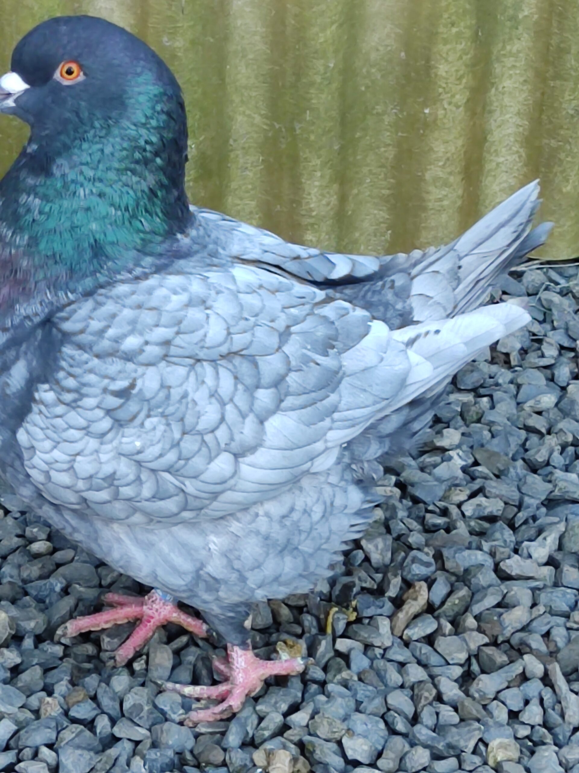 Pigeons king – Easy-Agri