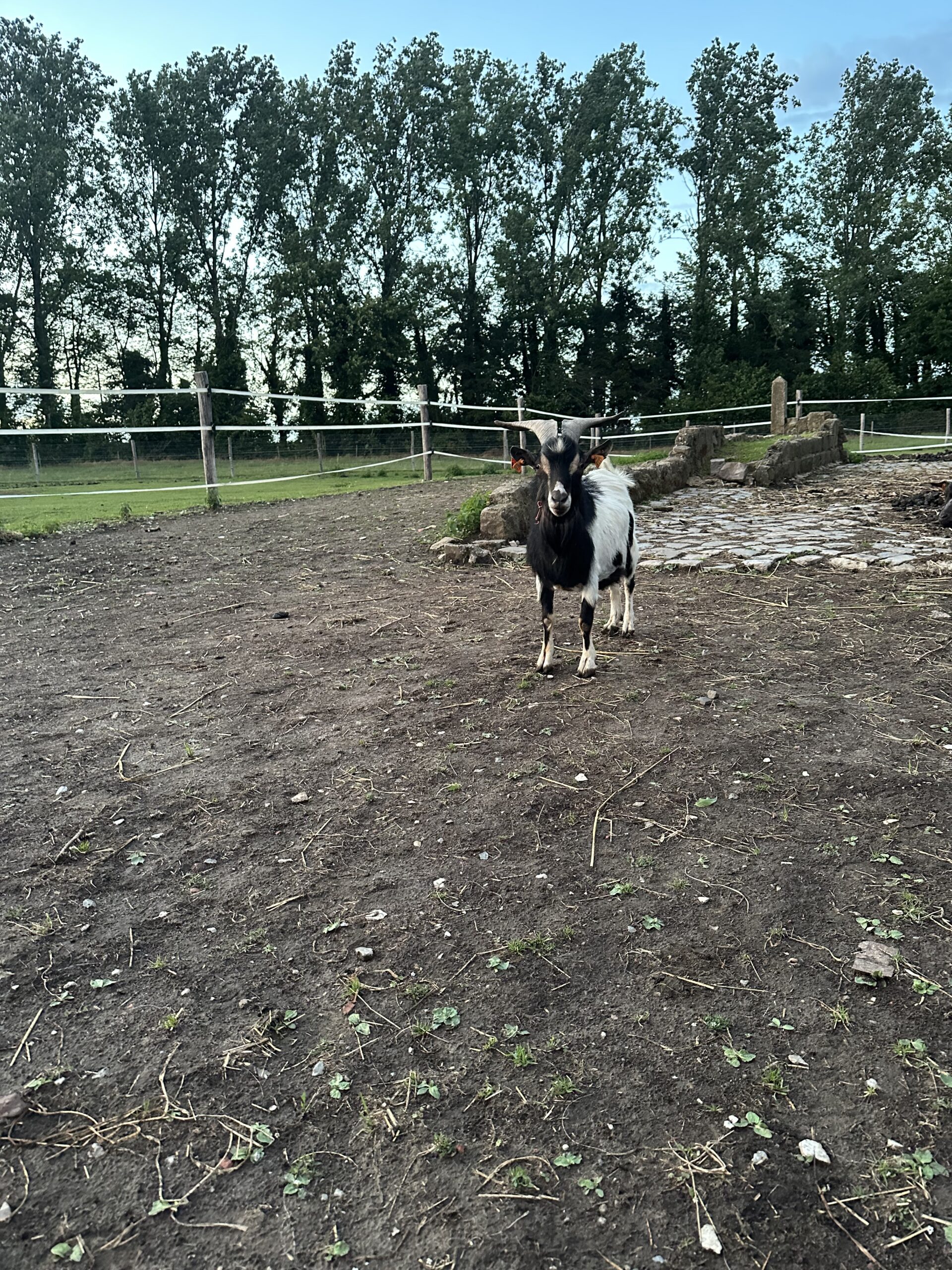 Bouc 4 ans – Easy-Agri
