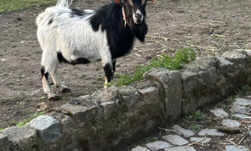 Bouc 4 ans – Easy-Agri