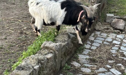 Bouc 4 ans – Easy-Agri