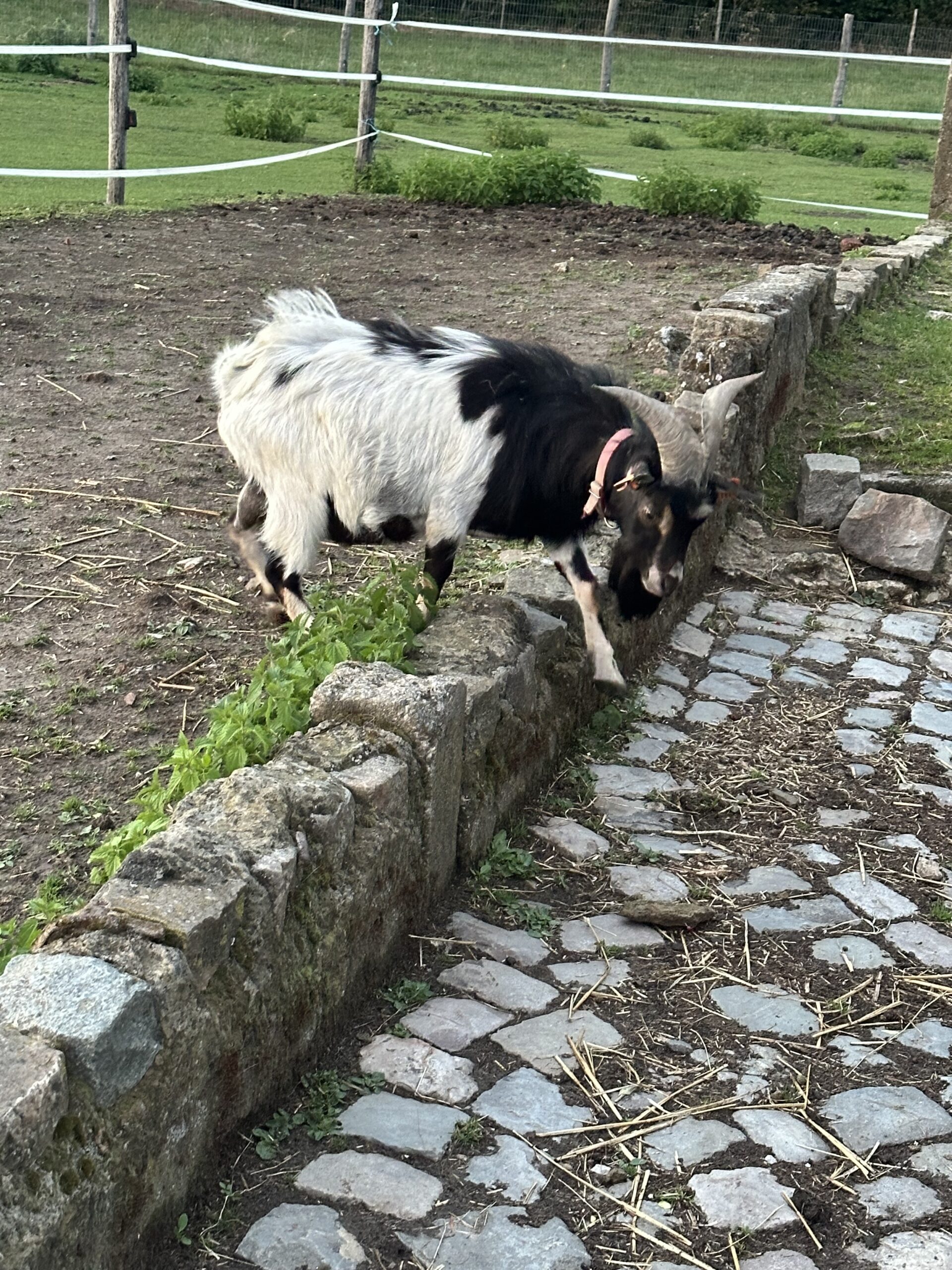 Bouc 4 ans – Easy-Agri