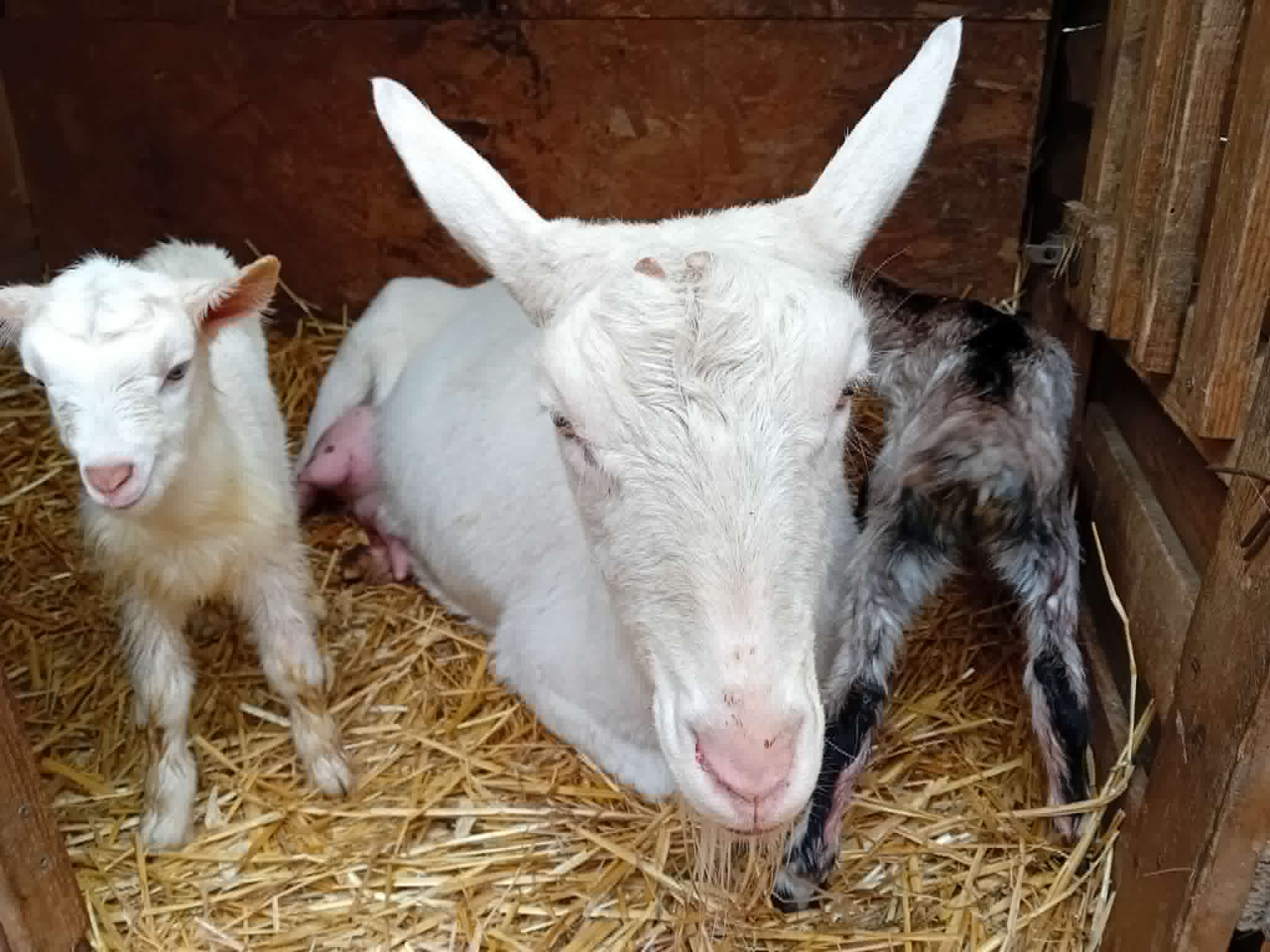 1 chevreau et 1 chevrette à vendre – Easy-Agri